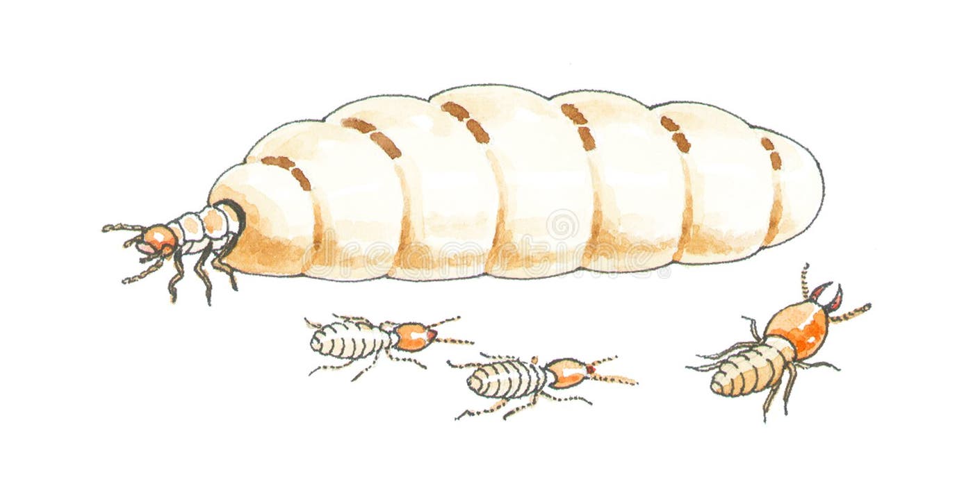 Termite Drawing Stock Illustrations – 1,509 Termite Drawing Stock ...