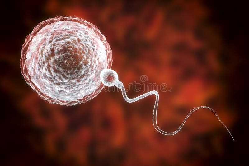 Une cellule d'ovule humain illustration stock. Illustration du humain ...