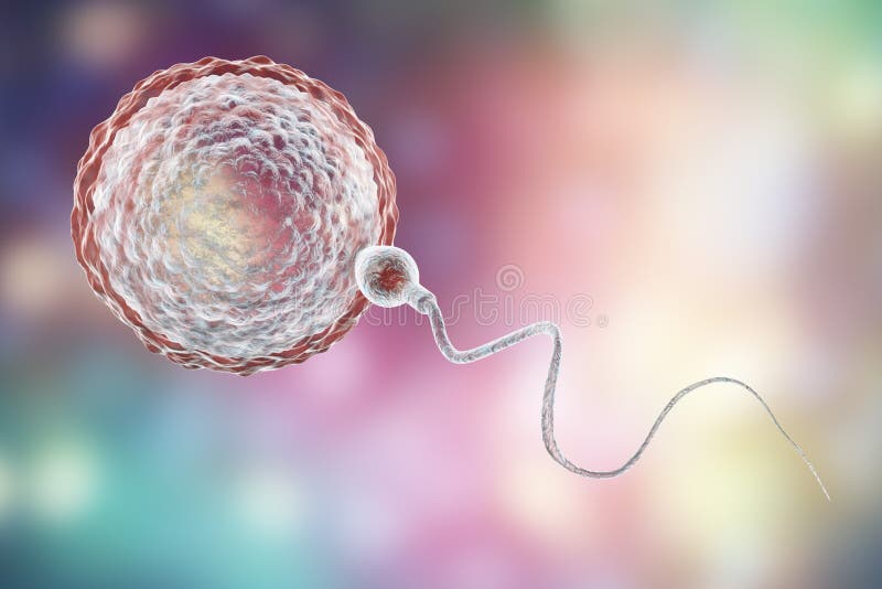 Fertilisation De Cellule D'ovule Humain Par Le Spermatozoïde ...