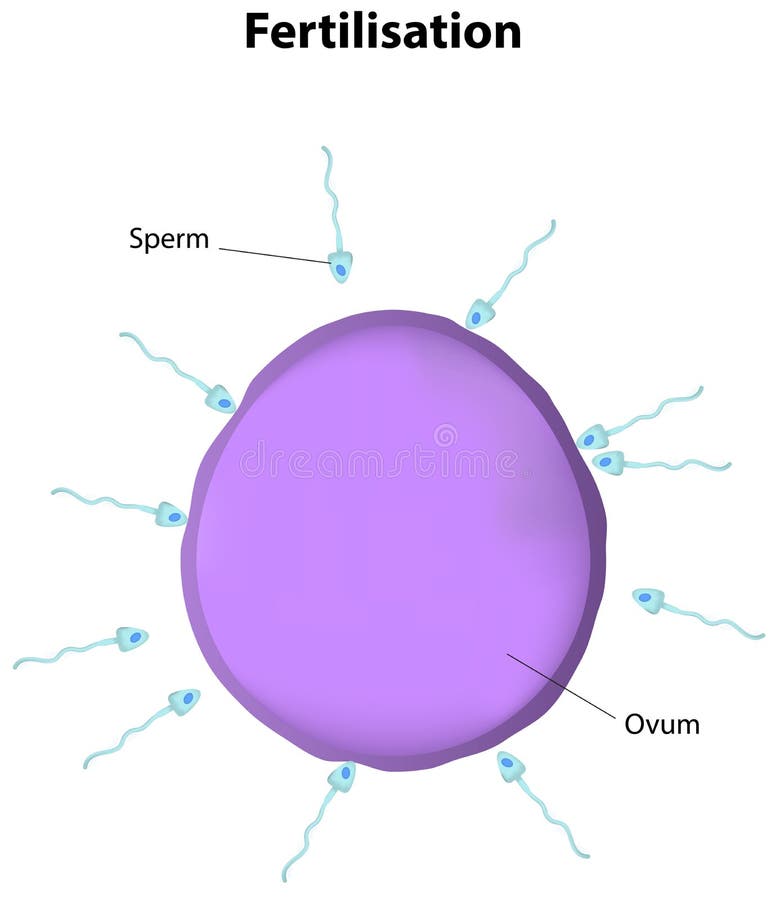 Fertilisation Labeled Diagram Stock Vector - Illustration of pregnancy ...