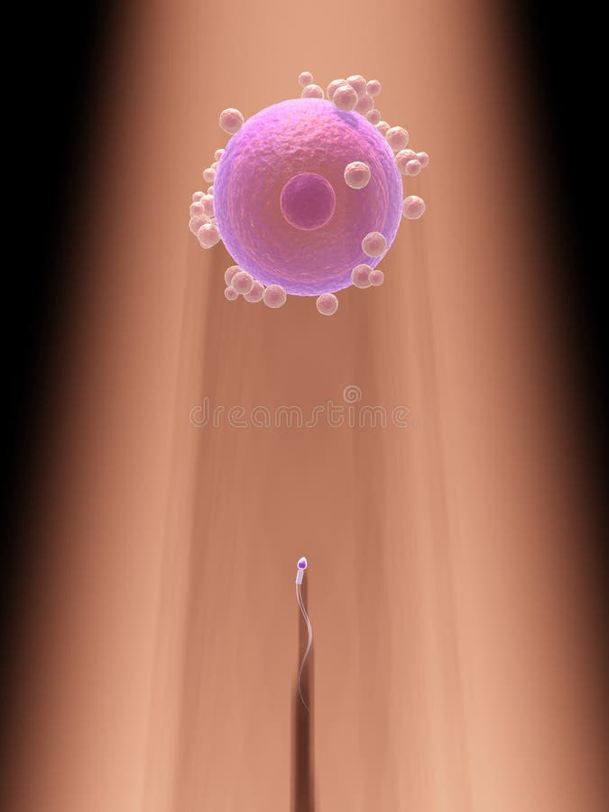 The fertilization stock illustration. Illustration of macro - 58829591