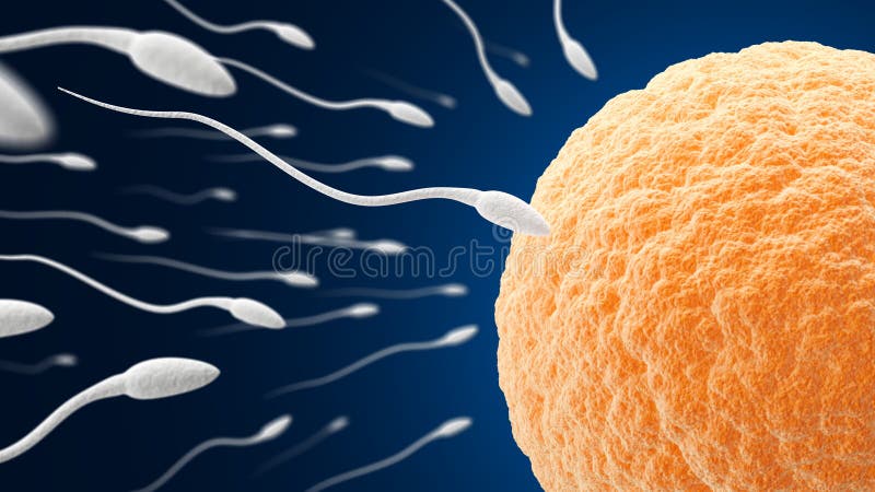 Fertilization. Egg and Sperm. Dark Blue Background. Spermatozoon and ...