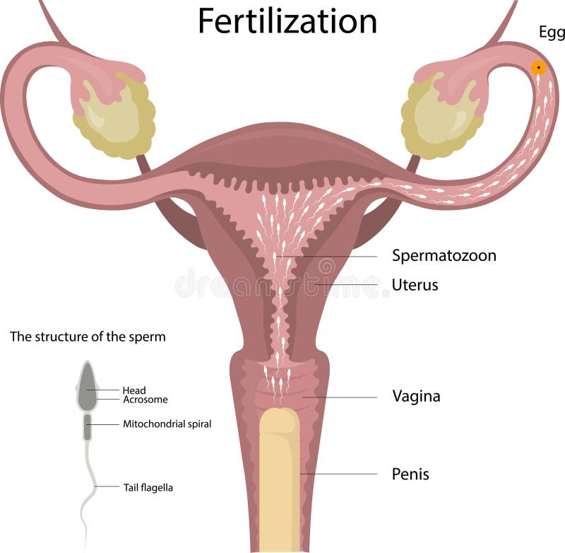 Fertilization of the Egg. Sperm Movement. the Structure of the Sperm ... Fertilization of the Egg. Sperm Movement. the Structure of the Sperm ...