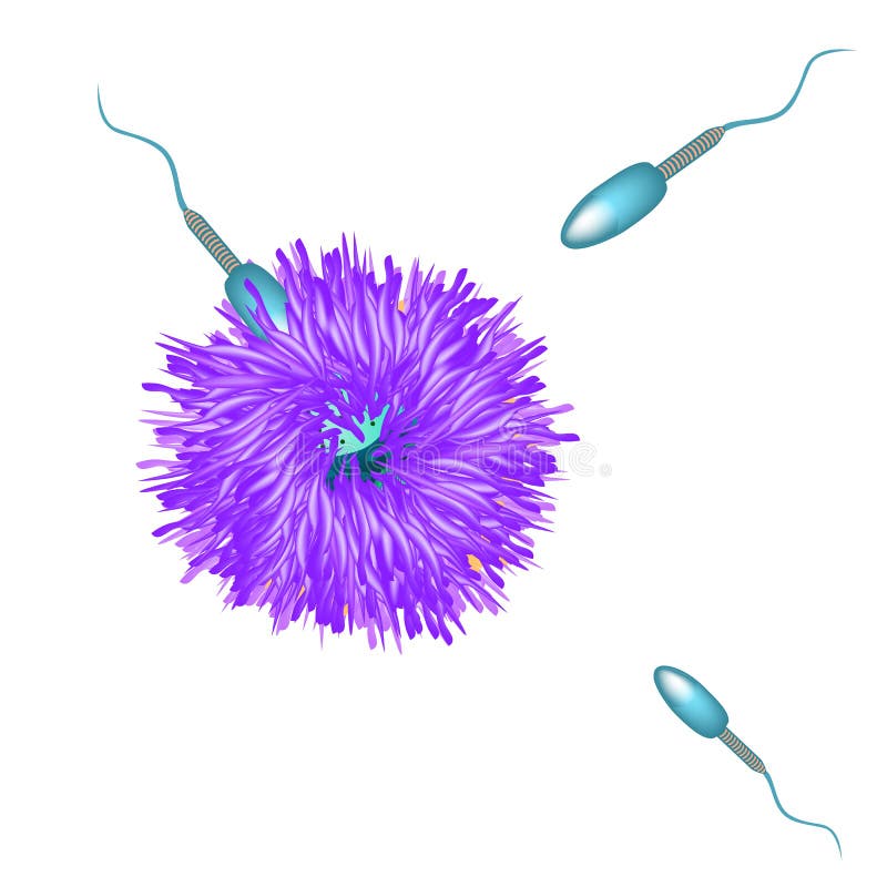 Human Sperm Egg Fusion Diagram Stock Illustrations – 21 Human Sperm Egg ... Human Sperm Egg Fusion Diagram Stock Illustrations – 21 Human Sperm Egg ...