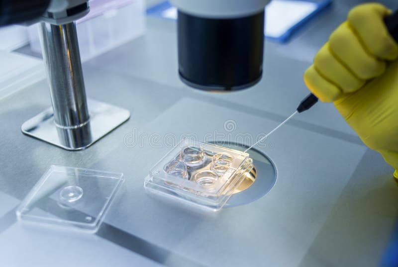 Fertilization of Eggs, Artificial Insemination Stock Image - Image of ...