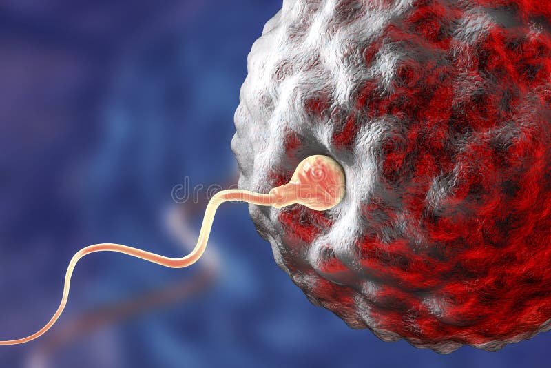 Fertilization of Human Egg Cell by Spermatozoan Stock Illustration ...