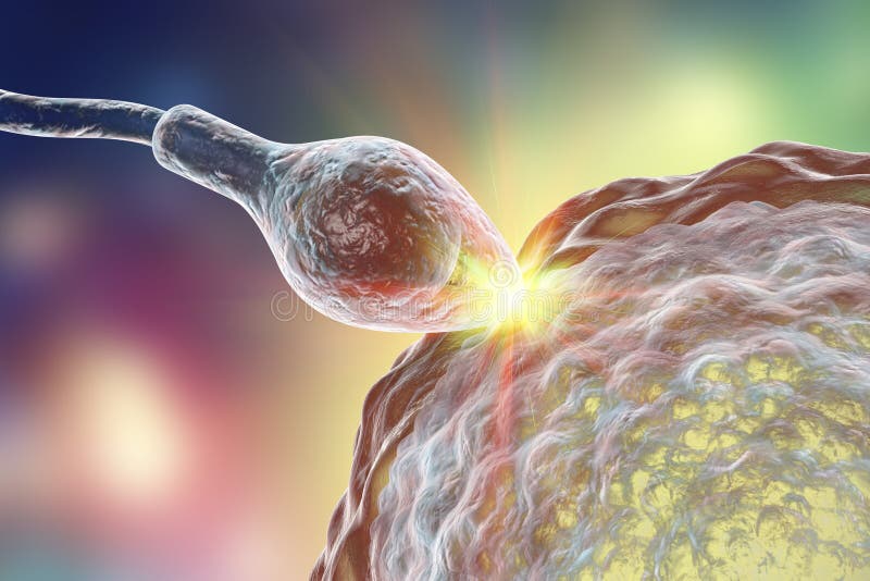 Fertilization of Human Egg Cell by Spermatozoan Stock Illustration ...