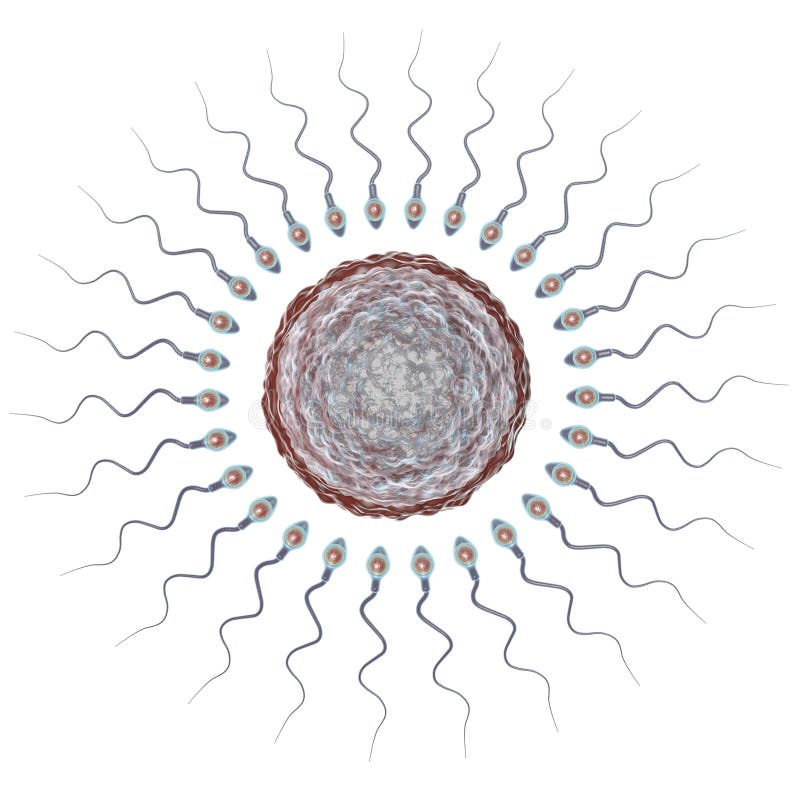 Fertilization of Human Egg Cell by Spermatozoan Stock Illustration ...