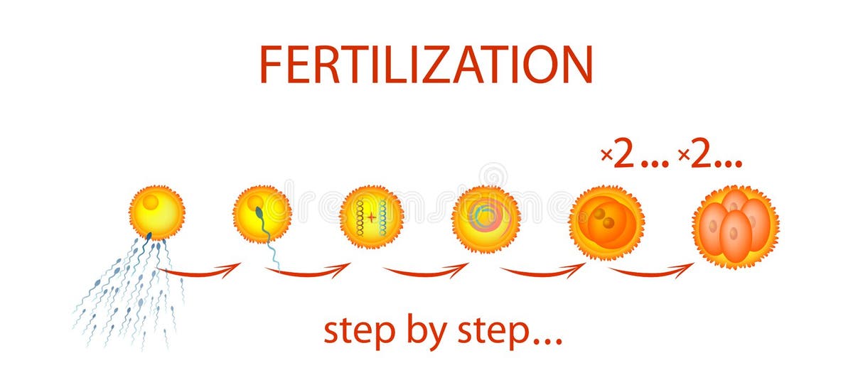 Ovulation Step Stock Illustrations – 20 Ovulation Step Stock ...