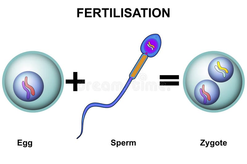Fertilization Process of Sperm and Egg Stock Illustration ...
