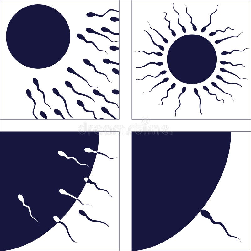 Fertilization stock vector. Illustration of beginning - 49925658