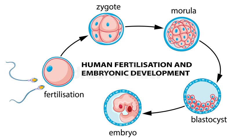 Fertilização Humana E Desenvolvimento Embrionário Ilustração Do Vetor
