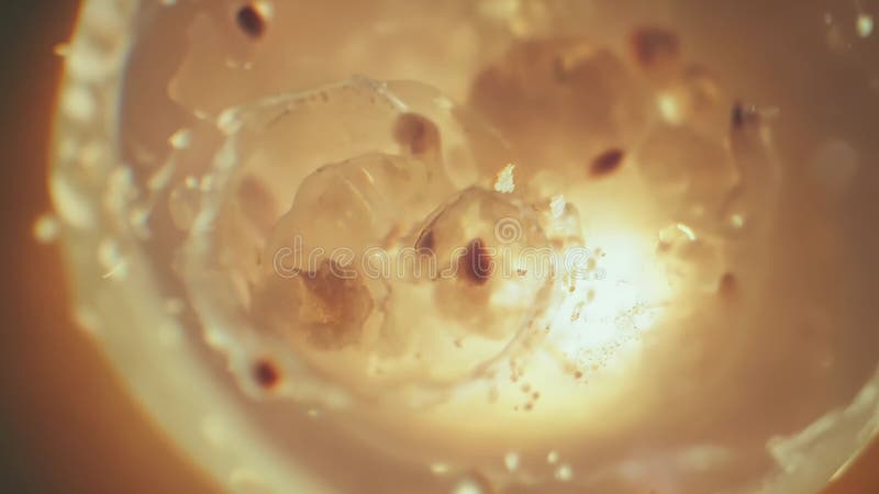 Fertilized Egg Cell with Zygote Clearly Visible Under Soft Light ...