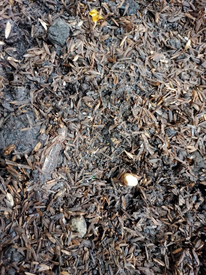 Fertilized Soil, Fertile, for Plant Breeding. Stock Image - Image of ...