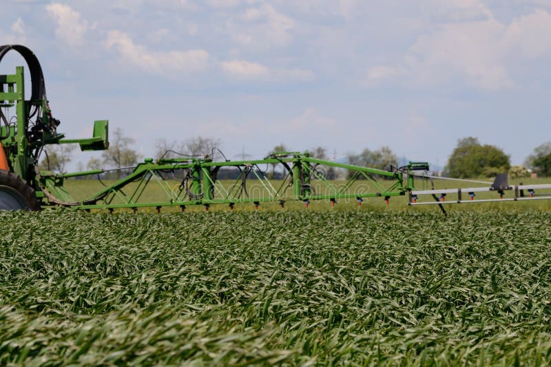 Fertilizer Application To Sugarcane Seedling Stock Image - Image of ...