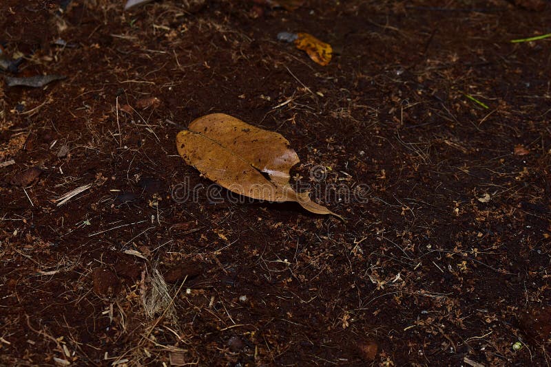Fertilizer from Coconut Shell Stock Image - Image of gardenntake, dead ...