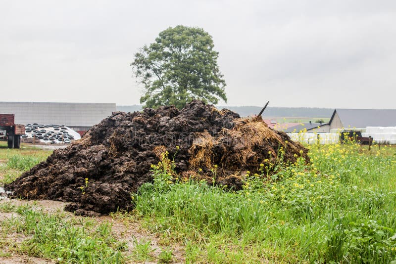 Fertilizer from Cow Manure and Straw. Stock Photo - Image of bull ...