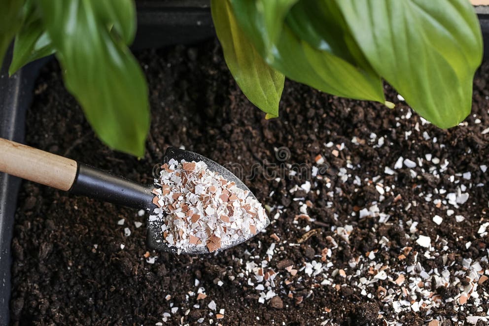 Fertilizer for Flowers Eggshells. Organic Waste, Bio Compost Waste ...