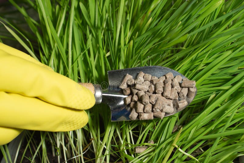 Chemical Fertilizer On Farmer Hand Stock Image - Image of humus, growth ...