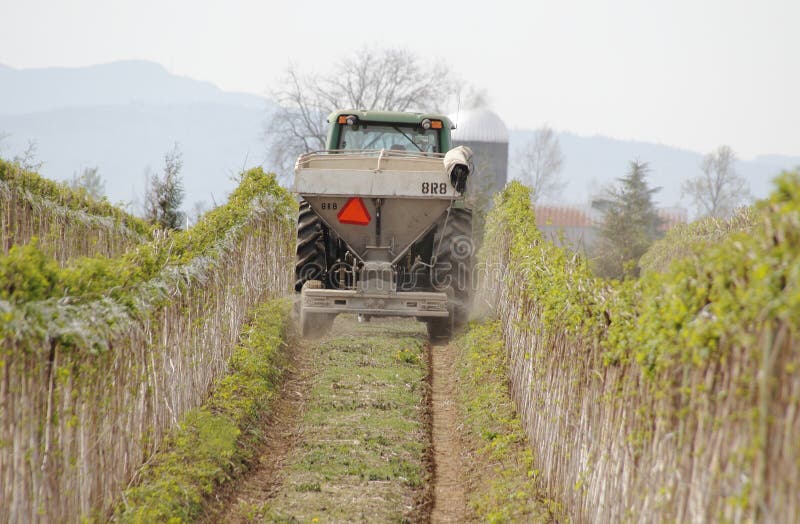 Fertilizing Berry Crop stock image. Image of agriculture - 39789933