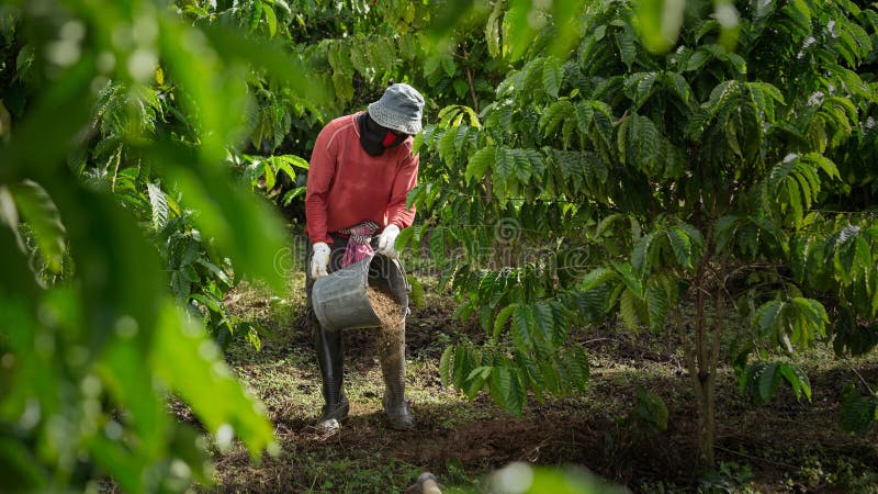 Fertilizing Coffee Plants in Coffee Plantations Stock Image - Image of food, digging: 360109557
