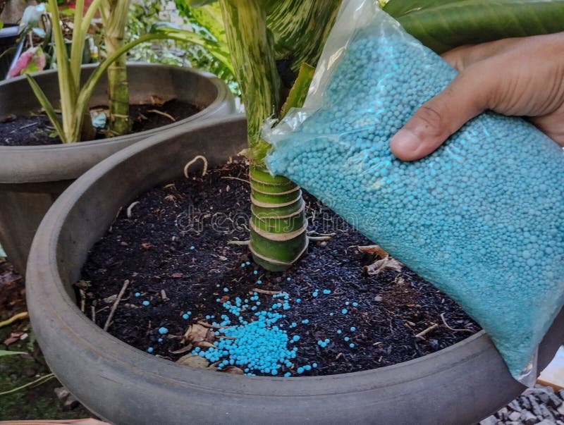 Fertilizing Plants, with Blue Organic Fertilizer Stock Image - Image of ...