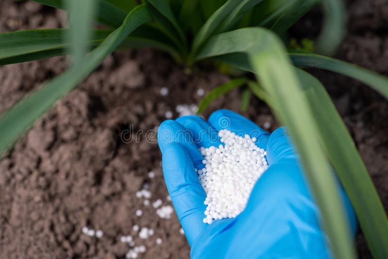 Fertilizing Plants in Spring Stock Image - Image of gardening, grow ...