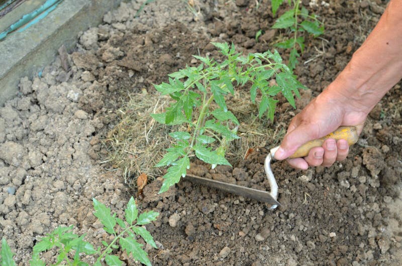 Fertilizing tomato plant stock photo. Image of botany - 120631842