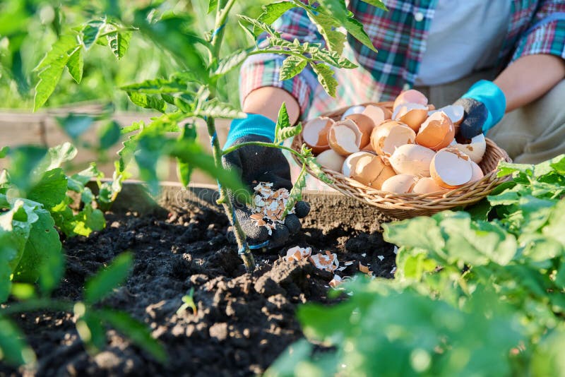 Fertilizing Tomato Plants with Eggshells in Raised Garden Box Bed ...