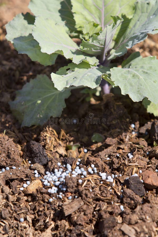 Fertilizing Vegetable in Garden Stock Image - Image of organic, outside ...