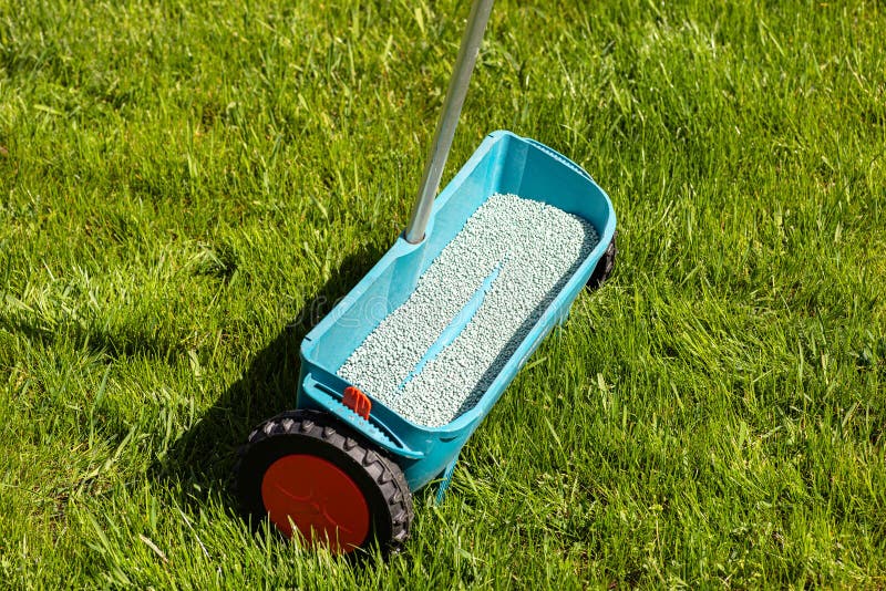 Fertilizing a Young Lawn with Grass Fertilizer in Granules Using a ...