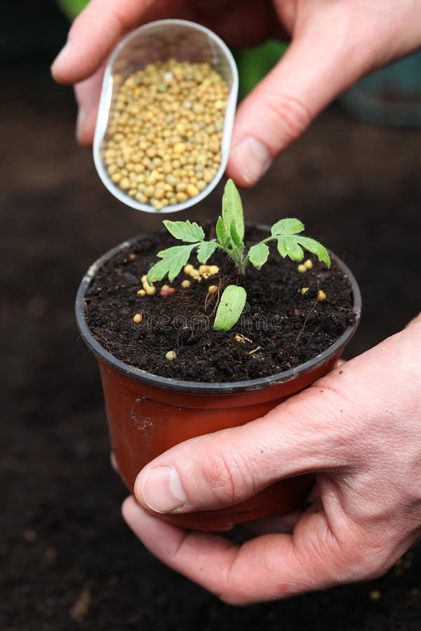 Fertilizing young plant stock photo. Image of closeup - 31735226