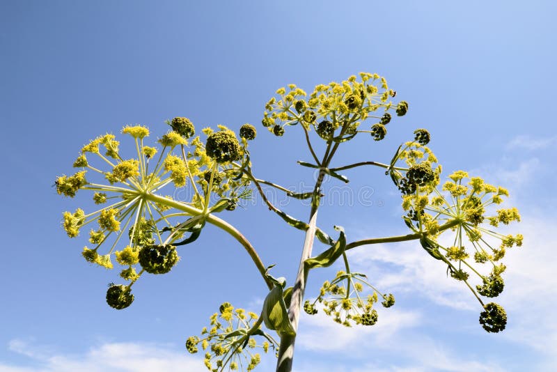 Ferula communis flower stock image. Image of vibrant - 70345055