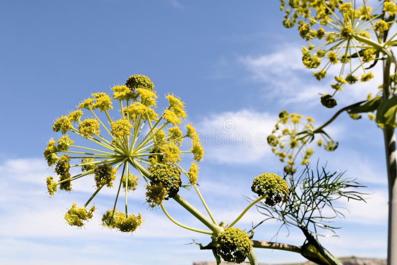Ferula communis flower stock photo. Image of meadow, matera - 70344684