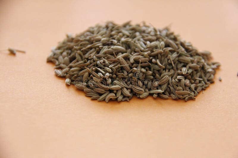 Photography of the orange Mullein Verbascum Phlomoides Stock Image ...