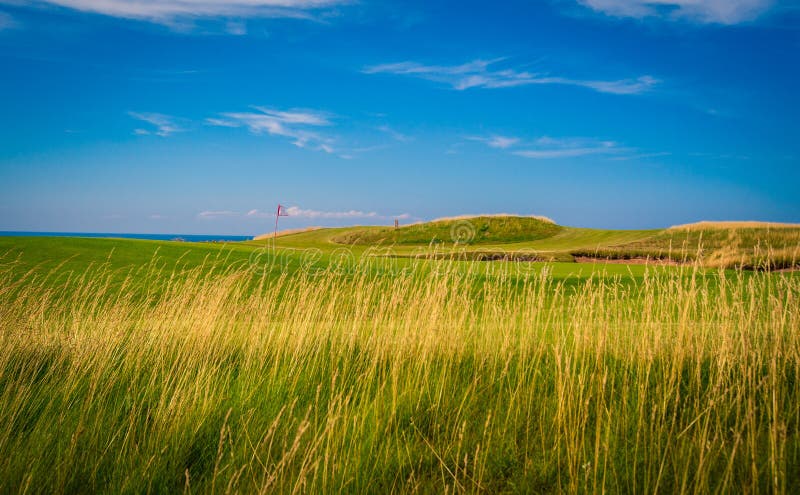 Fescue grass golf course stock image. Image of nova - 109614811