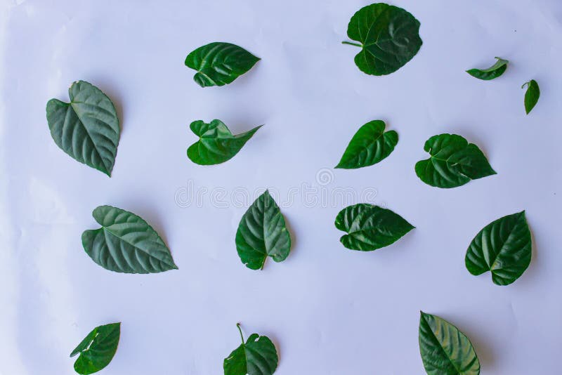 Fesh leaves stock photo. Image of organic, minimal, green - 167687322