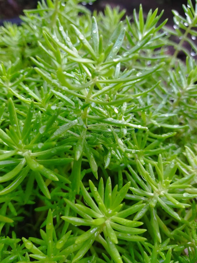 Fesh little plants stock image. Image of fesh, nature - 344832891