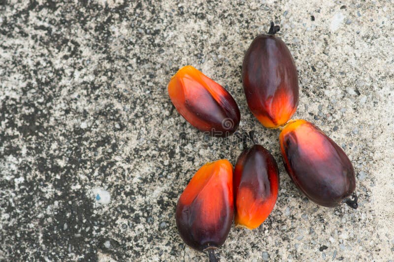 Fesh palm oil seed stock photo. Image of cultivated, fresh - 79016038