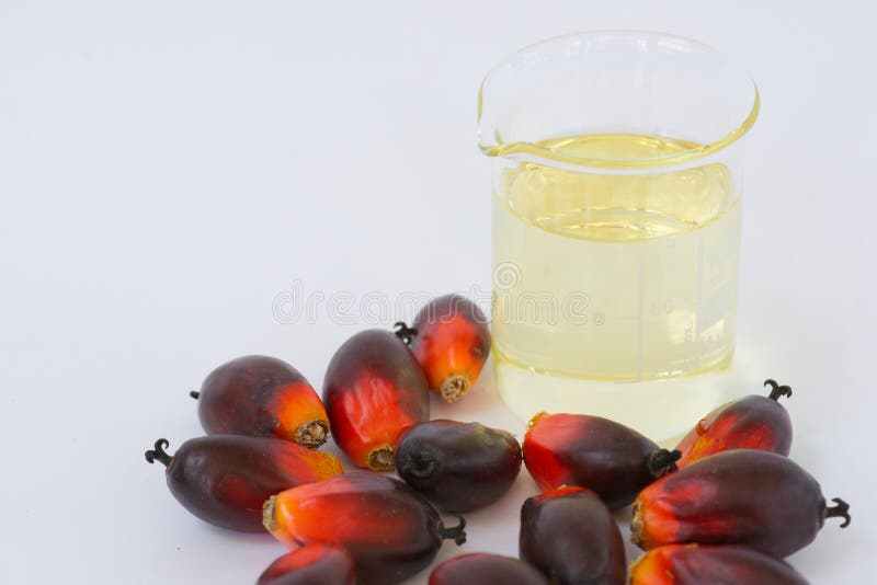 Fresh palm oil seed stock photo. Image of freshness - 101065670
