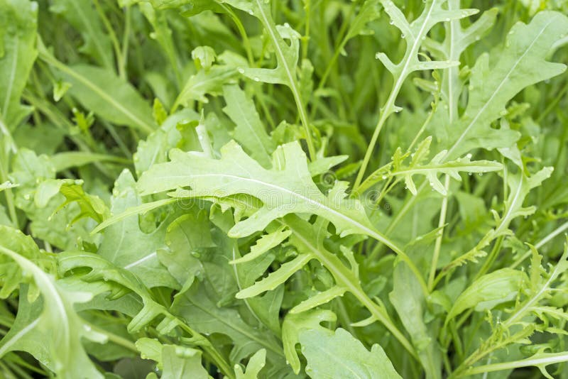 Fesh Roquette/rucola/wild Rocket Stock Photo - Image of cooking, fesh ...