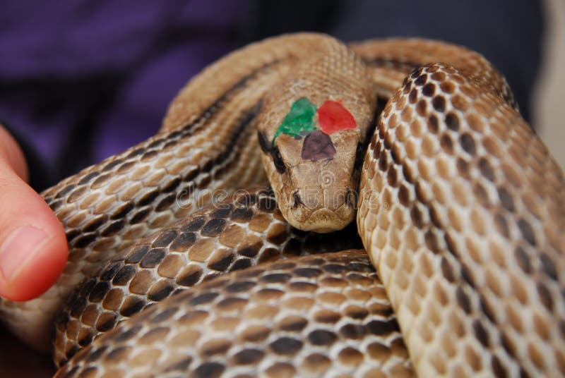 Festival Das Serpentes, Serpente Inofensiva Do Cervone Foto de Stock ...