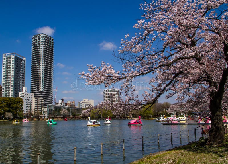 Festival de Hanami fotografía editorial. Imagen de fresco - 54742837