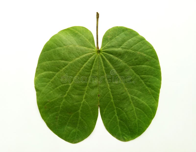 770 Apta Fotos de stock - Fotos libres de regalías de Dreamstime