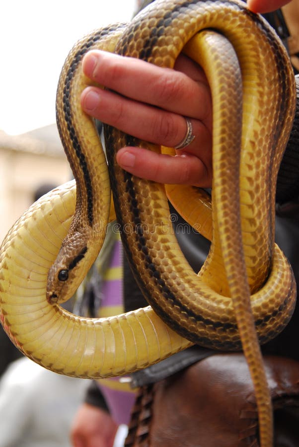 Festival Des Serpents, Serpent Inoffensif De Cervone Photo stock ...