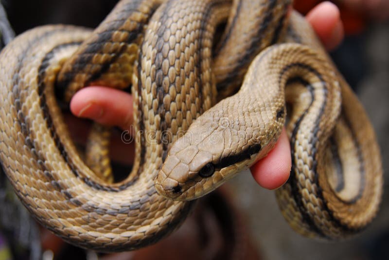 Festival Des Serpents, Serpent Inoffensif De Cervone Photo stock ...