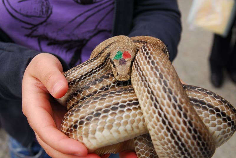 Festival of Snakes, Cervone Harmless Snake Stock Photo - Image of feast ...