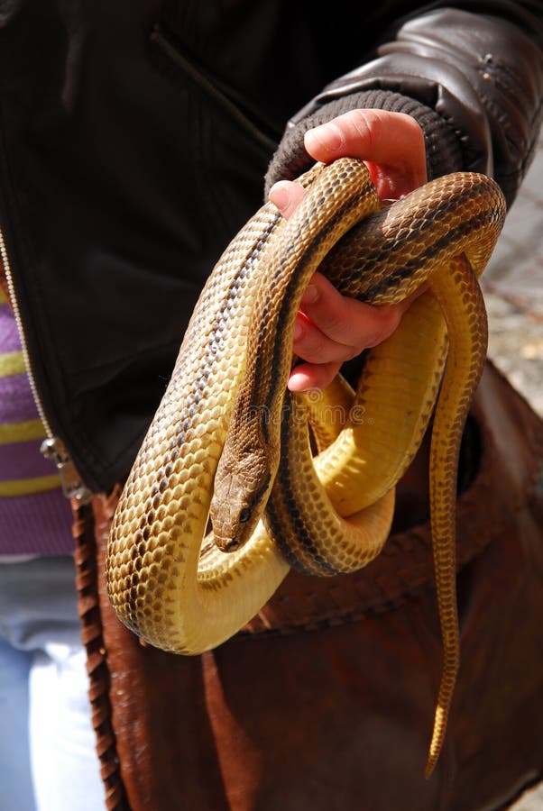 Festival of Snakes, Cervone Harmless Snake Editorial Photography ...