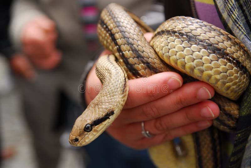 Festival of Snakes, Cervone Harmless Snake Stock Photo - Image of ...