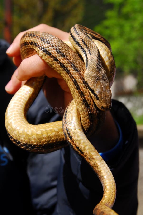 Festival Snakes Cervone Harmless Snake Stock Photos - Free & Royalty ...